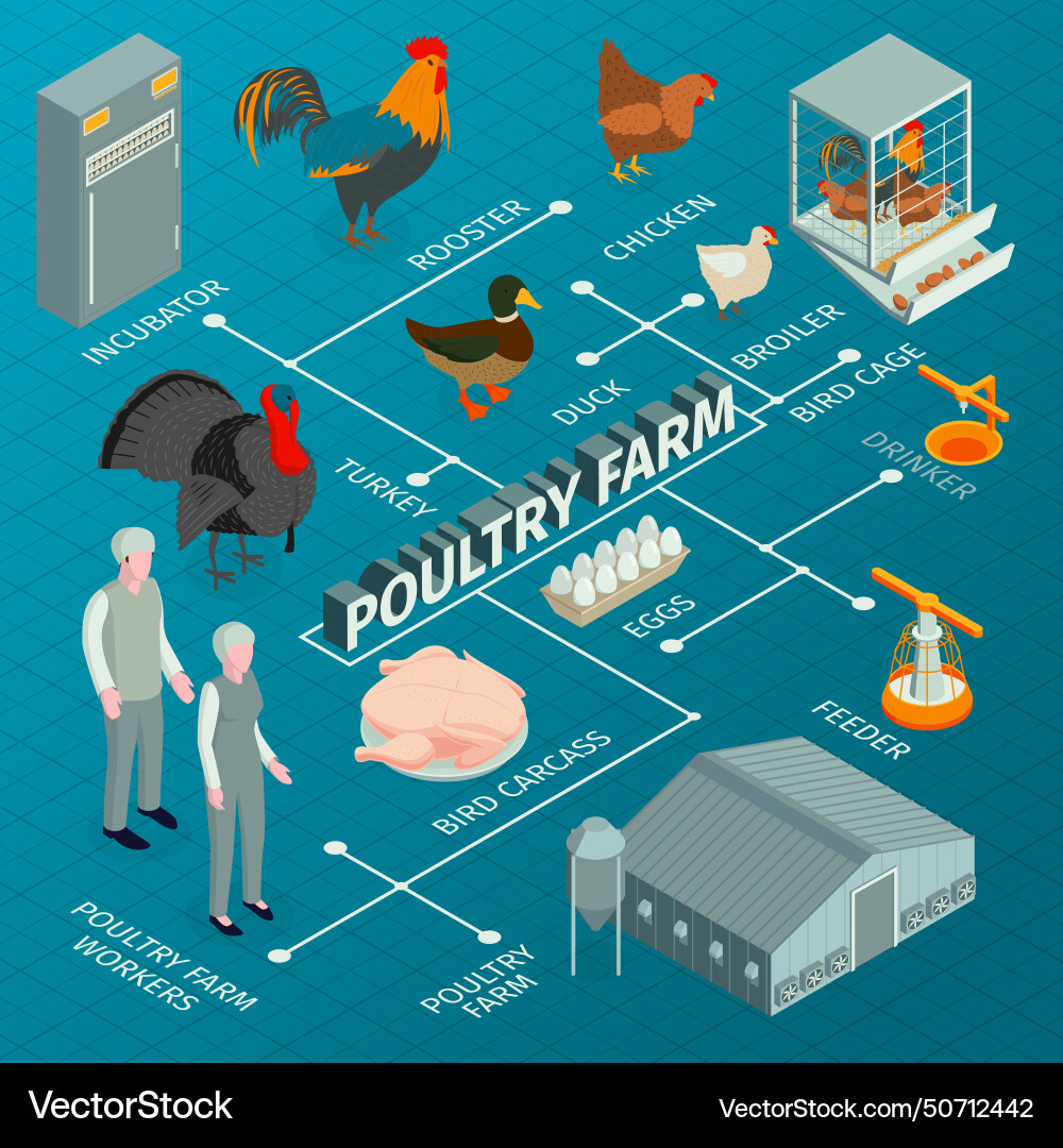 Poultry farm isometric flowchart Royalty Free Vector Image