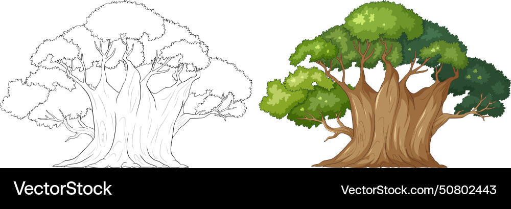 A tree from outline to colored Royalty Free Vector Image