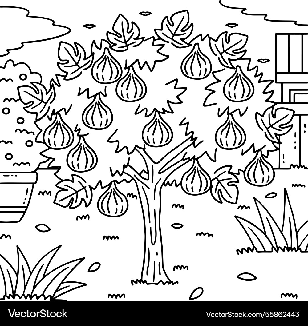 Fig tree fruit plant coloring page for kids Vector Image