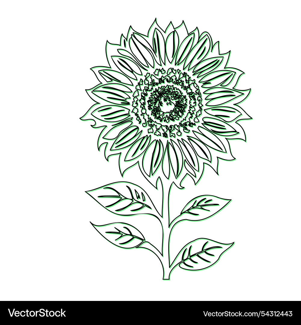 Hand drawn sunflower line art Royalty Free Vector Image