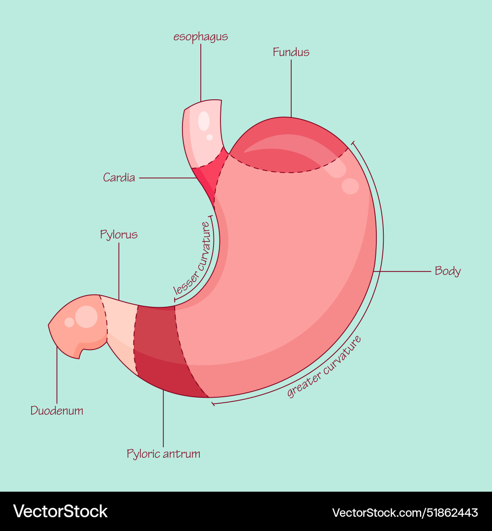 Human stomach diagram Royalty Free Vector Image