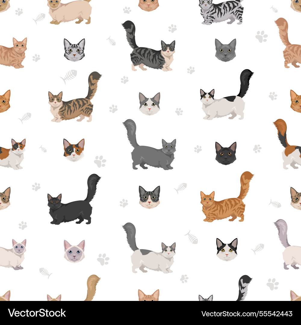 Munchkin cat seamless pattern all coat colors set Vector Image