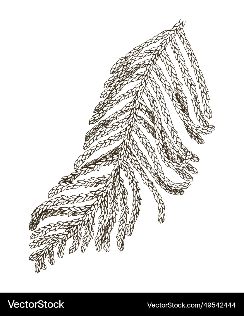 Norfolk Tree Vector Images (42)