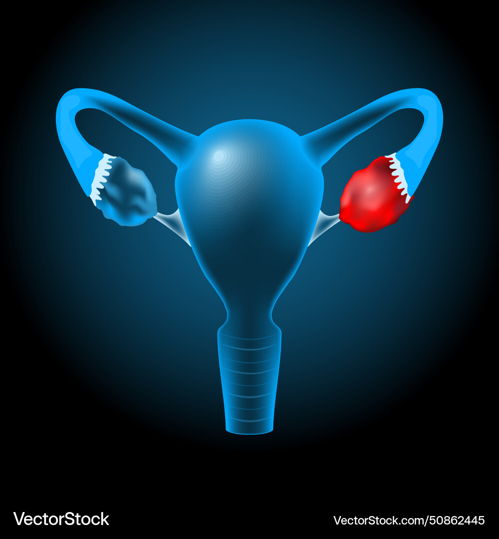 Realistic transparent blue human uterus Royalty Free Vector