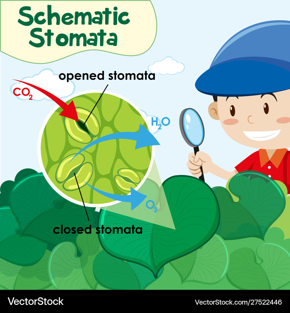 Diagram showing schematic stomata with boy Vector Image