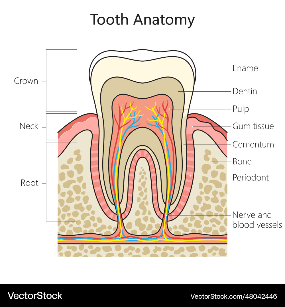 Human Tooth Anatomy