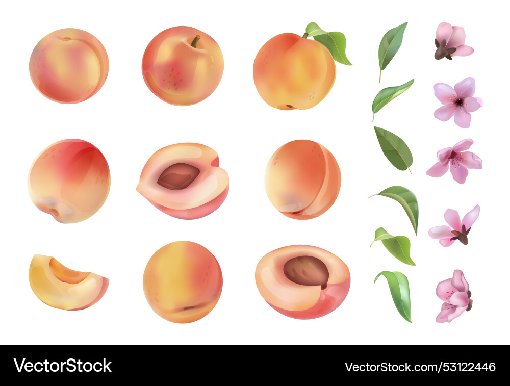Watercolor peach white fruit texture and leaf – Royalty-Free Vector ...