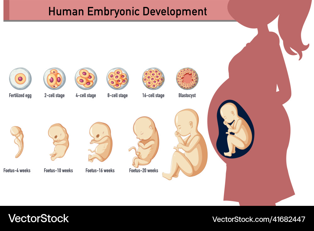 Human embryonic development in infographic Vector Image