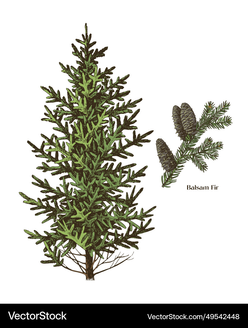 Balsam fir tree hand drawn Royalty Free Vector Image
