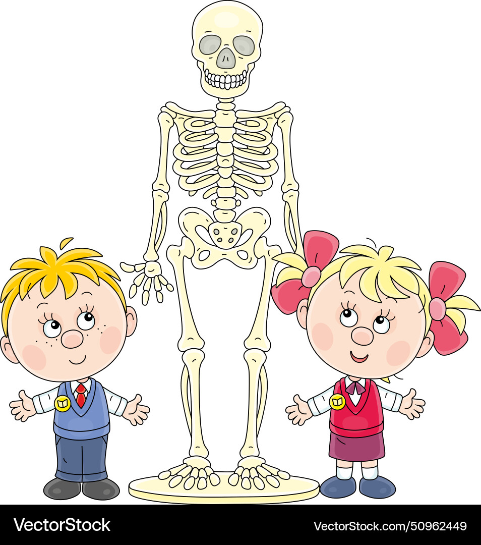 Anatomy lesson with a skeleton at school Vector Image
