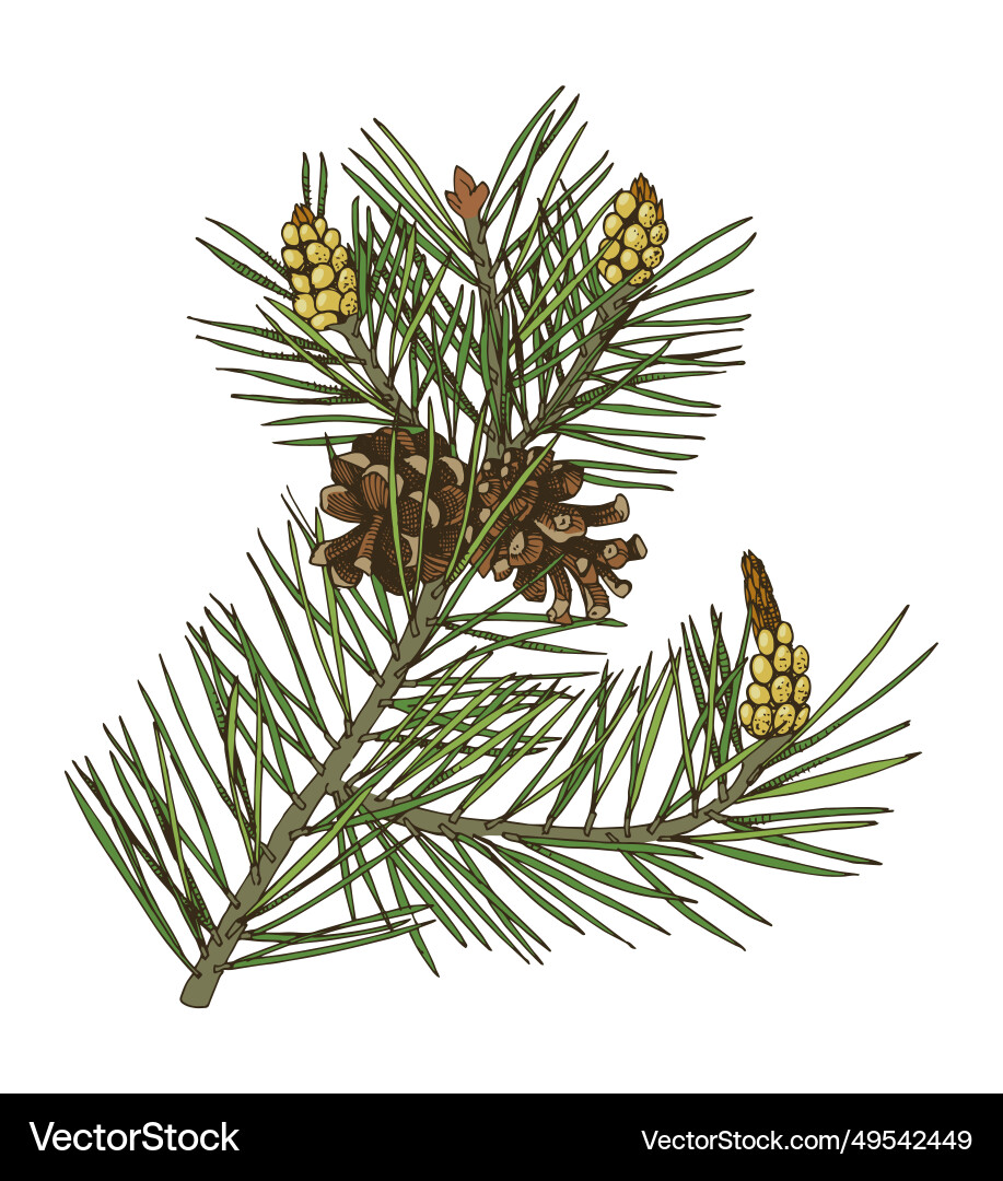 Scots pine tree branch Royalty Free Vector Image