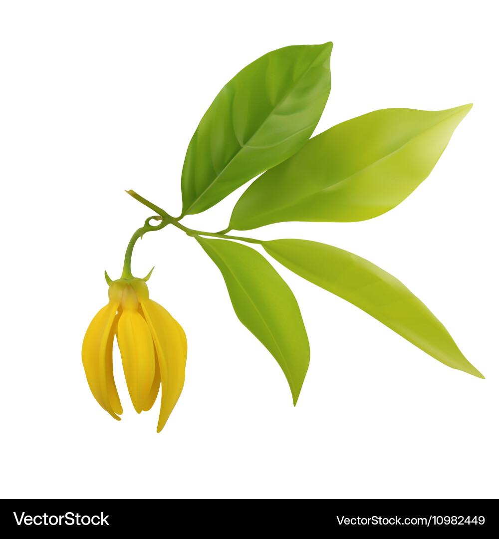 Cananga Odorata Vector Images (33)
