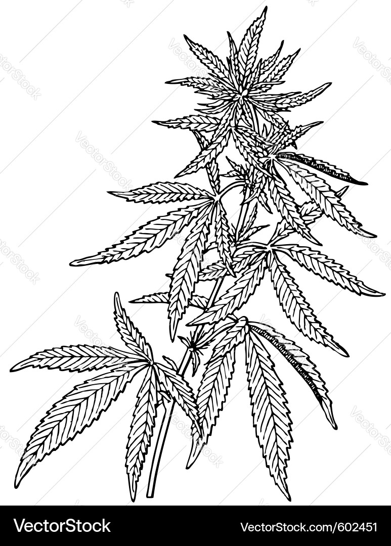 Plant cannabis sativa Royalty Free Vector Image
