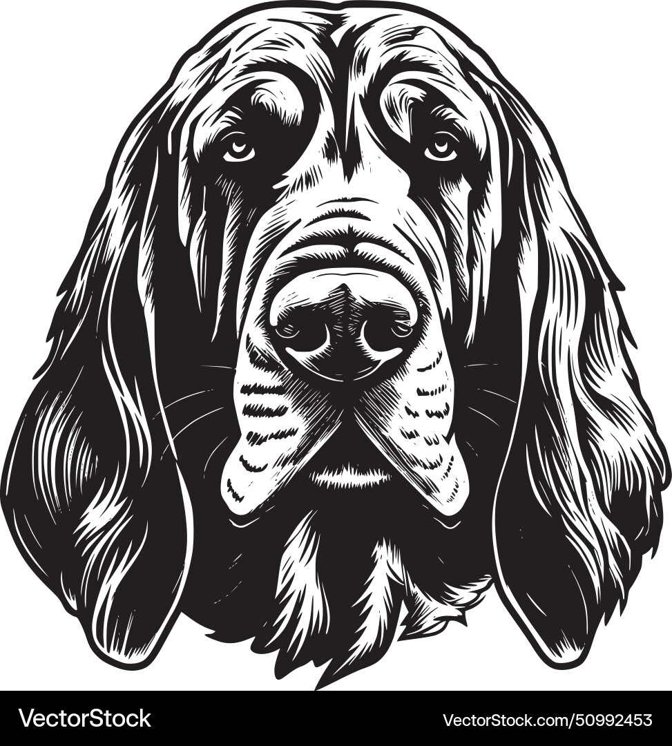 Bloodhound - black and white isolated icon Vector Image
