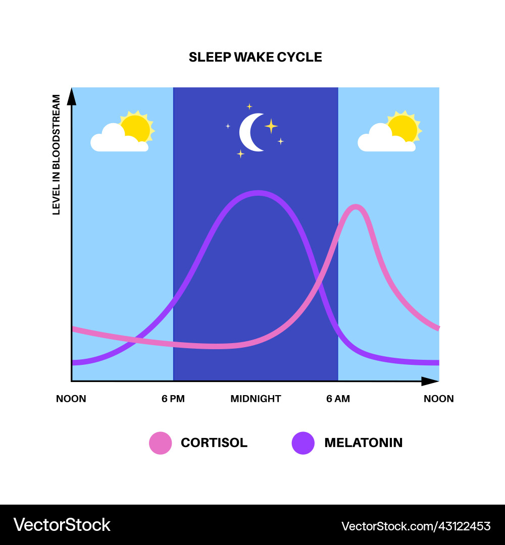 Circadian Rhythm Sleep Cycle Royalty Free Vector Image