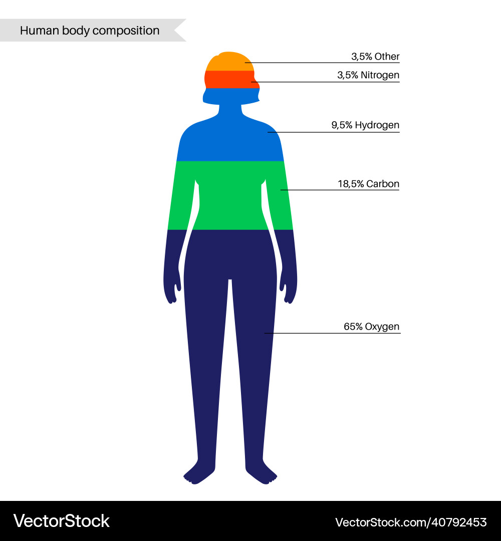 Human body composition Royalty Free Vector Image