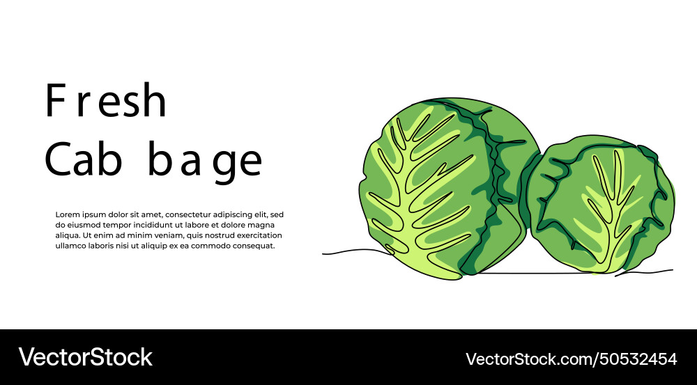 Elegant Cabbage Line Art Royalty Free Vector Image