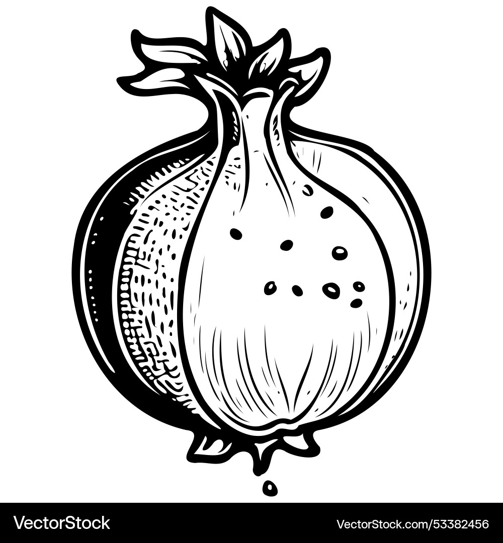 Pomegranate hand drawn fruit transparent Vector Image