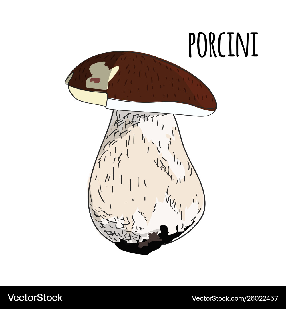 Porcini hand drawn Royalty Free Vector Image - VectorStock