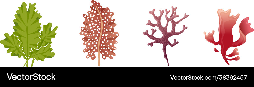 Underwater flora seaweed aquarium algae Royalty Free Vector