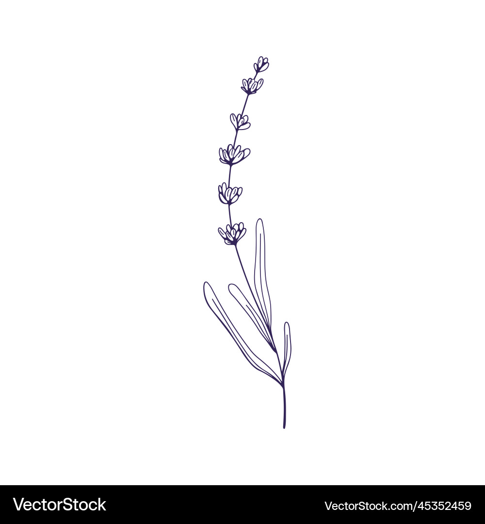 Outlined lavender flower lavanda on stem etched Vector Image