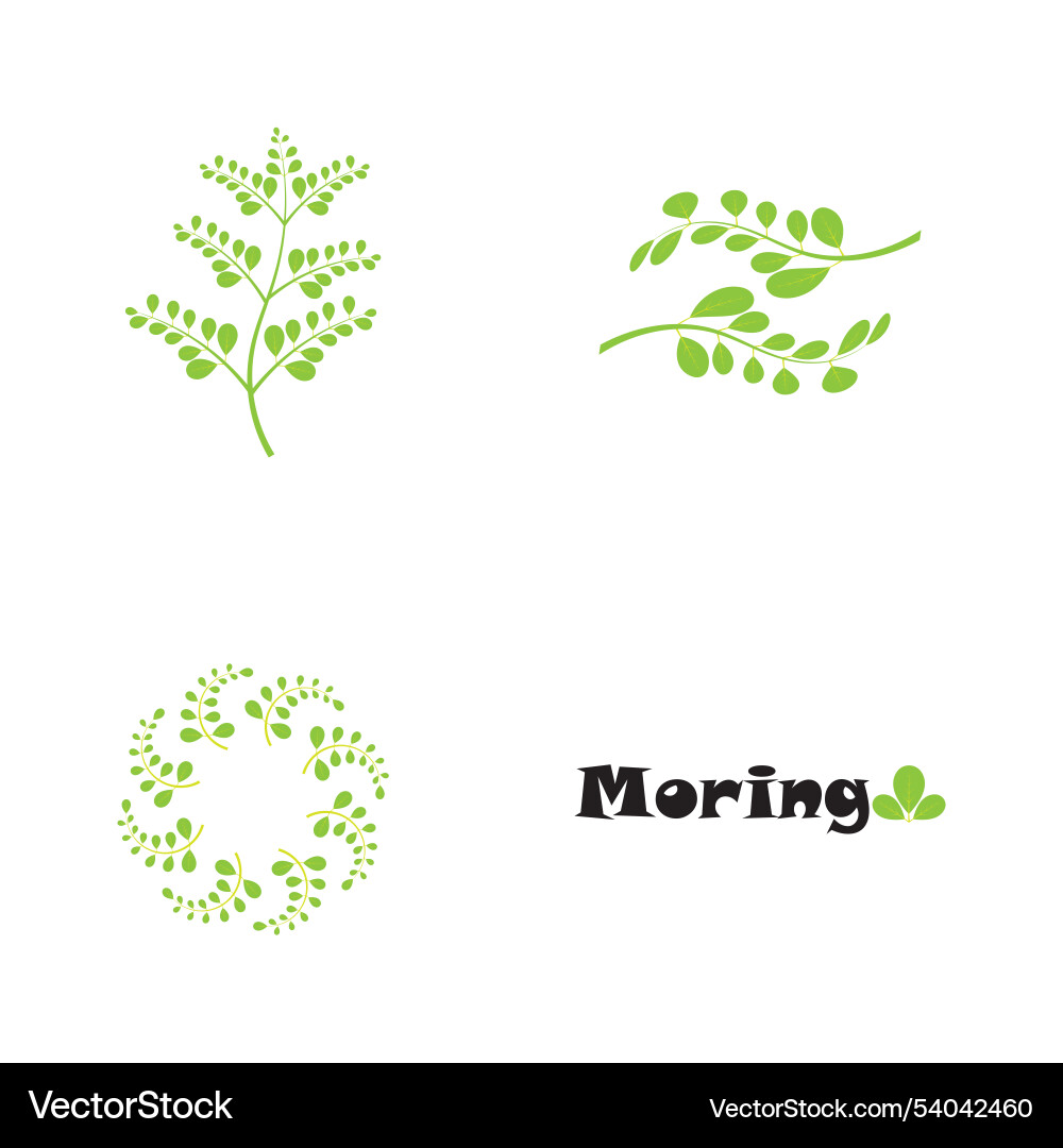 Moringa leaf logo design Royalty Free Vector Image