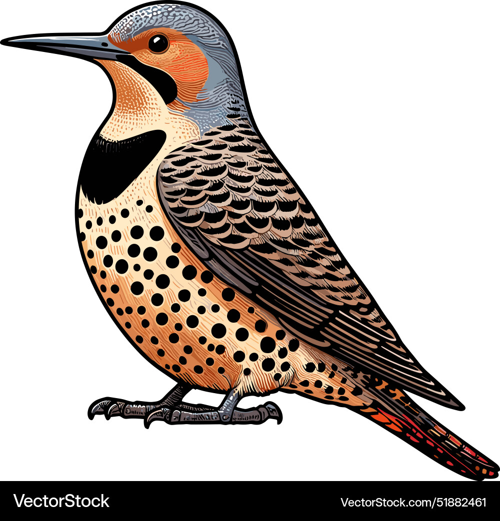 Northern flicker isolated on white background Vector Image