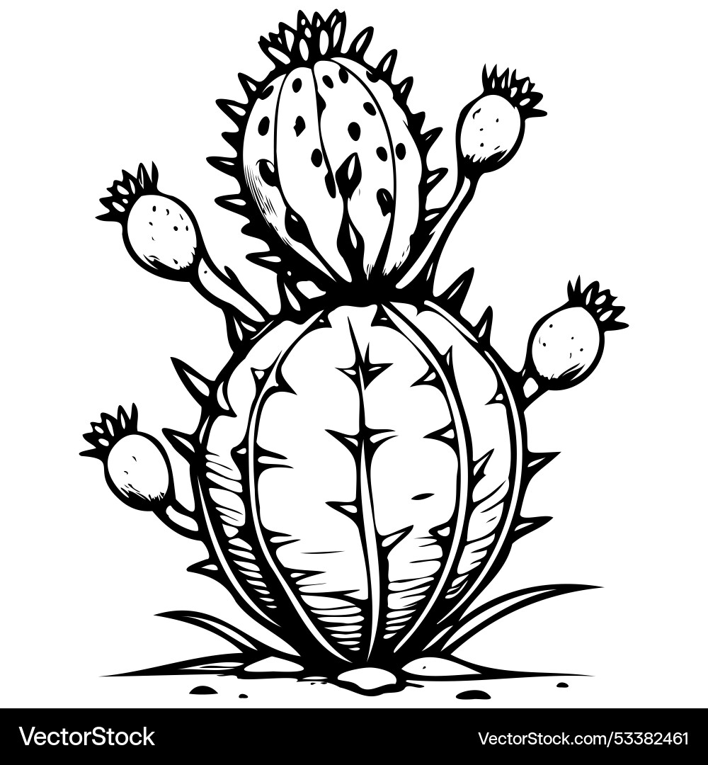 Prickly pear drawing realistic hand line Vector Image