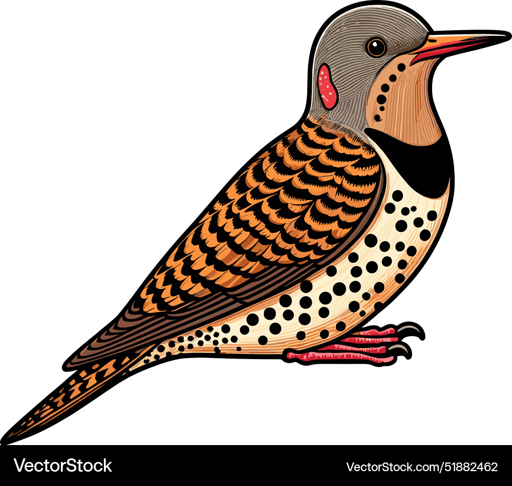 Northern flicker isolated on white background Vector Image