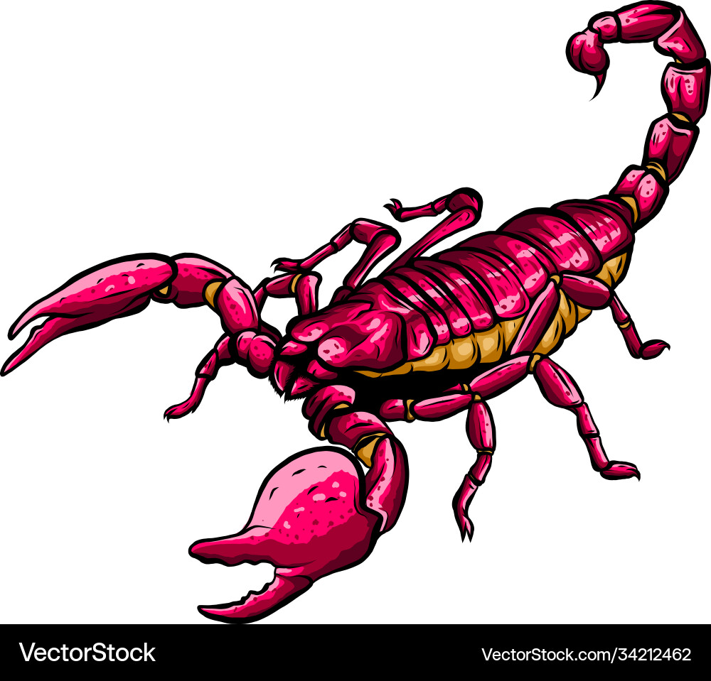 Scorpion Arachnid Insect Royalty Free Vector Image