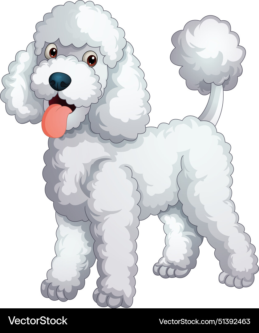 Cartoon poodle dog breed isolated Royalty Free Vector Image