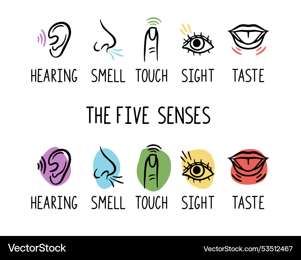 5 human senses taste sight touch Royalty Free Vector Image
