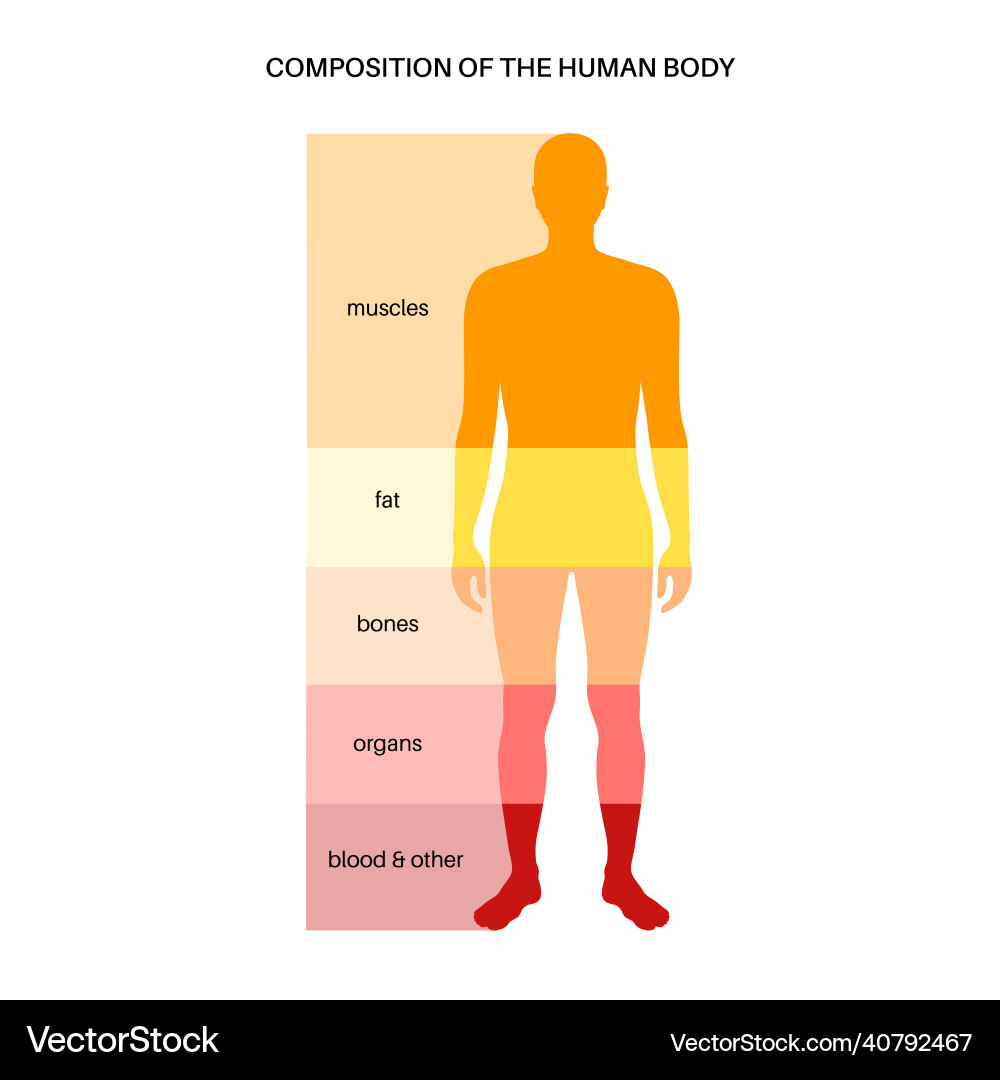 Human Body Composition Diagram Royalty Free Vector Image