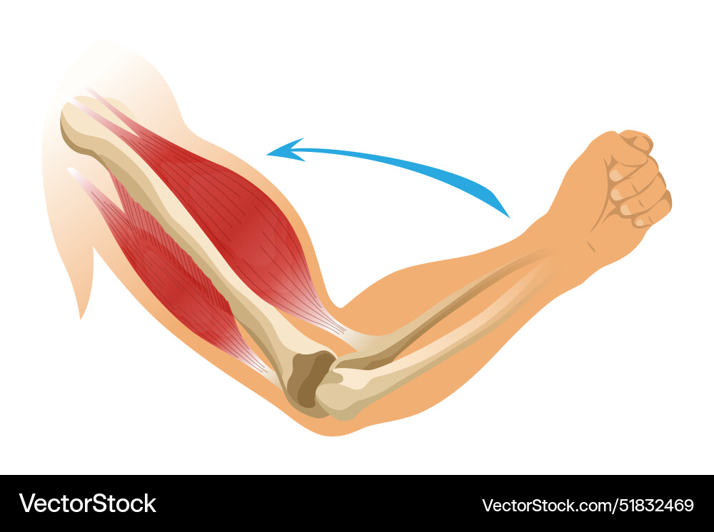 Arm muscle biceps with skeleton tension Royalty Free Vector