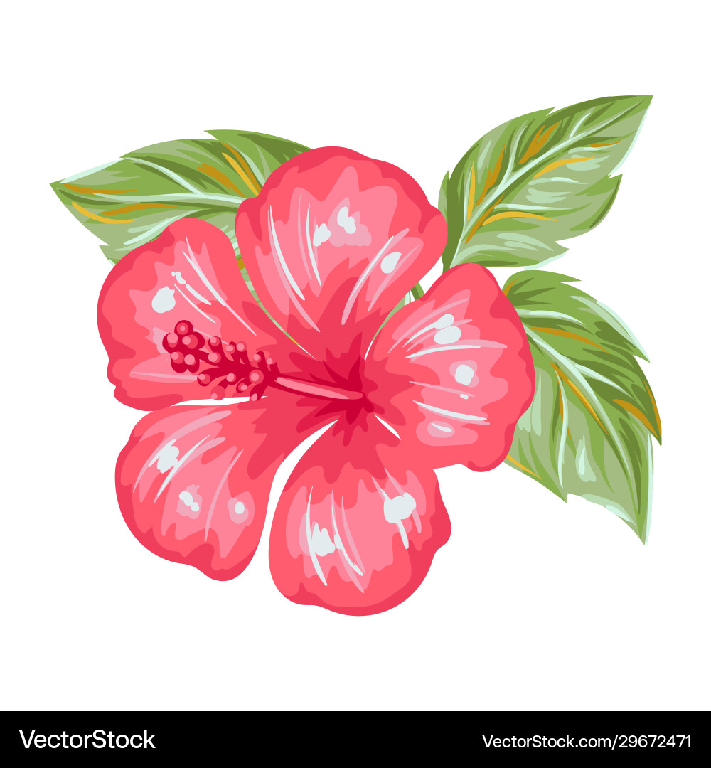 Tropical hibiscus flower Royalty Free Vector Image