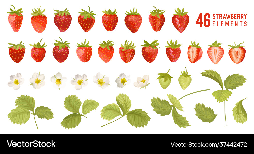 Watercolor Strawberry Set Royalty Free Vector Image