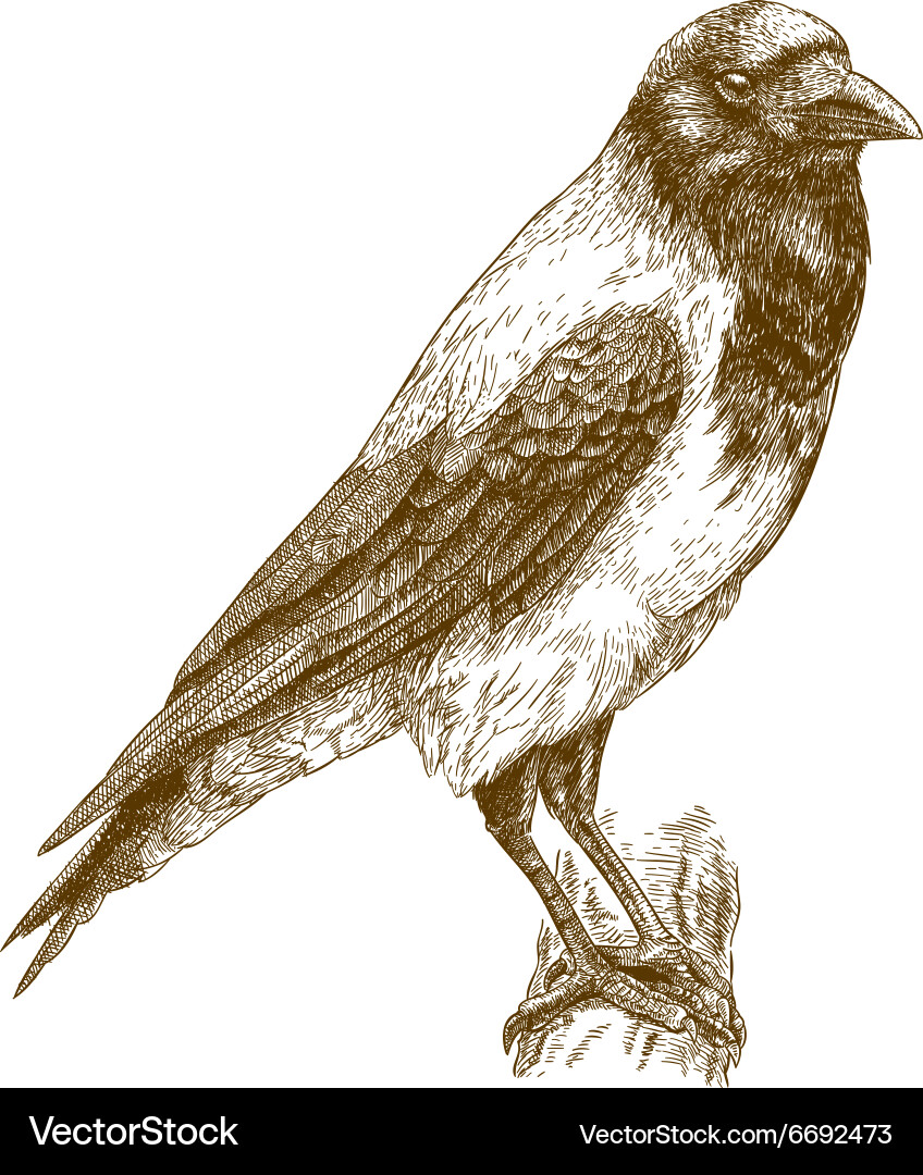 Detailed Crow Engraving Royalty Free Vector Image
