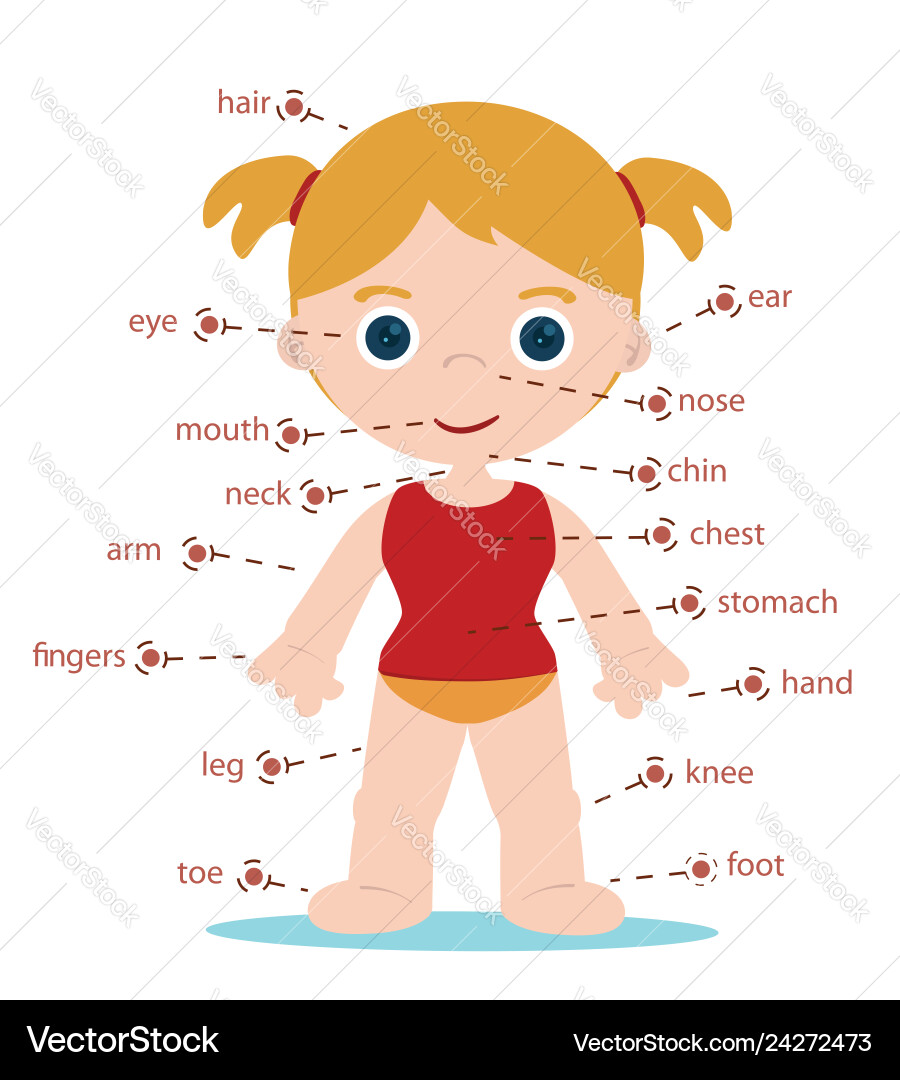 Human Body Diagram for Kids Royalty Free Vector Image