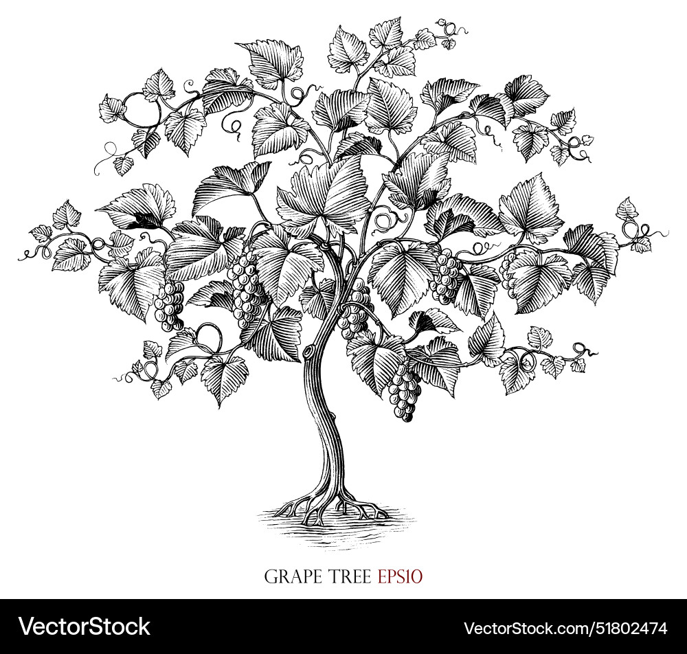 Grape tree vintage engraving style black Vector Image