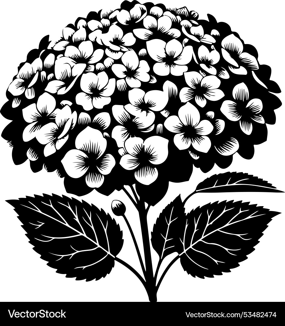 Hydrangea flower silhouette Royalty Free Vector Image
