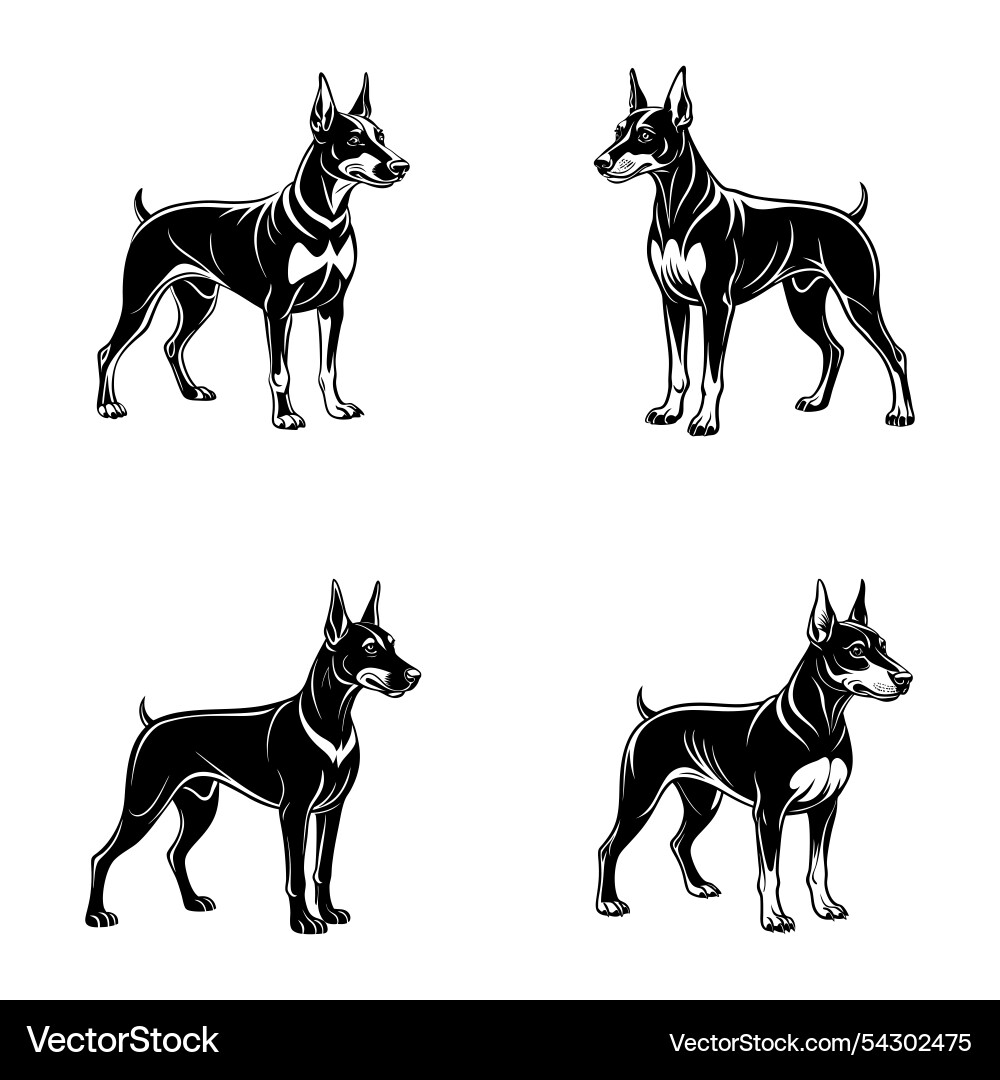 Doberman dog svg images Royalty Free Vector Image