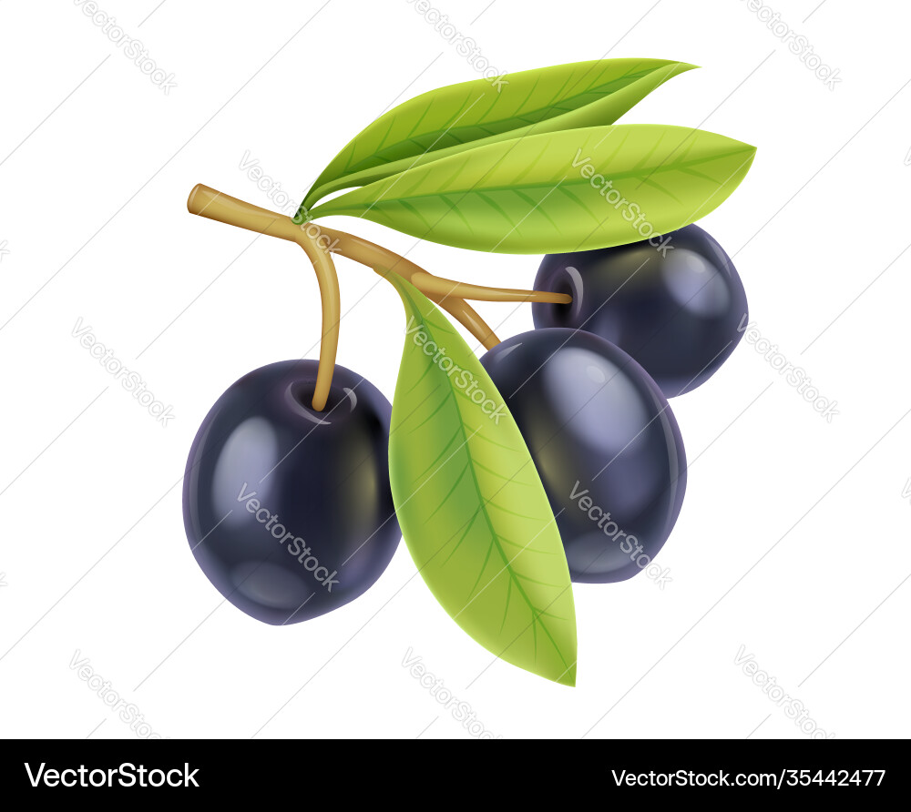 Realistic black olives branch Royalty Free Vector Image