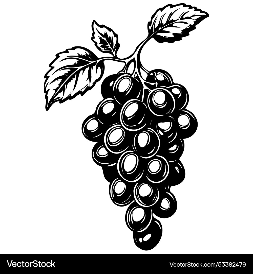 Raisin black hand drawn fruit transparent Vector Image