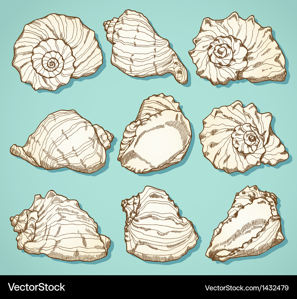 Seashell set in vintage style Royalty Free Vector Image