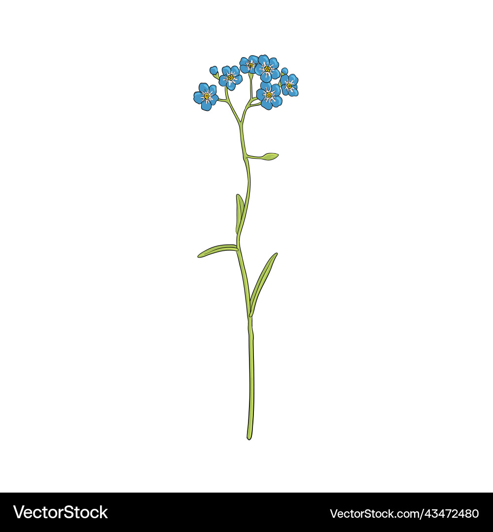 Drawing flower of forget-me-not Royalty Free Vector Image