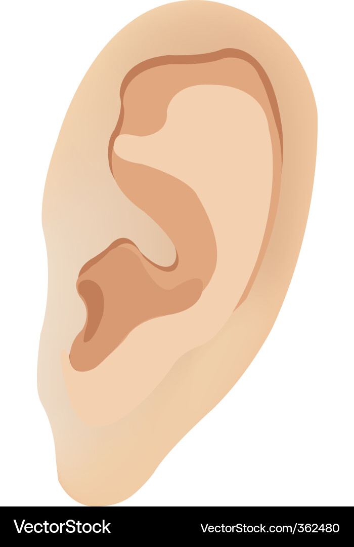 Human ear Royalty Free Vector Image - VectorStock