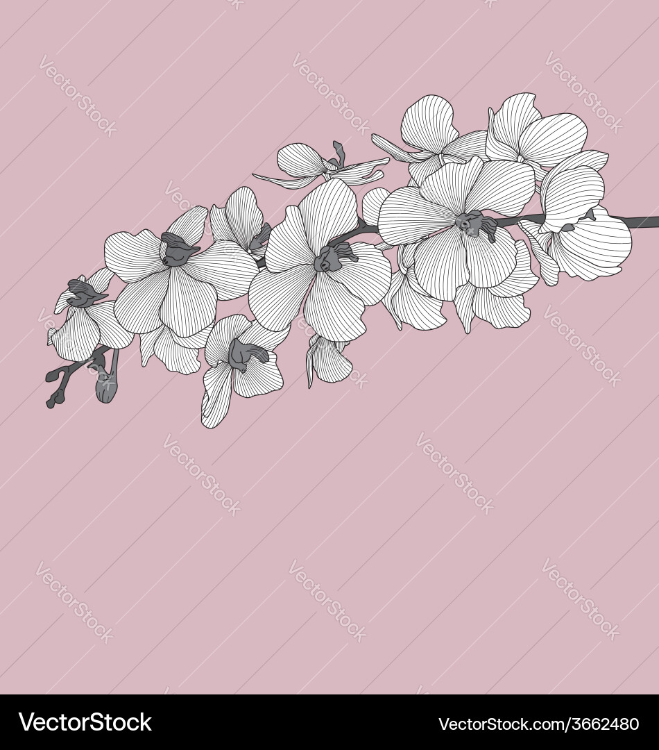 Orchid flowers Royalty Free Vector Image - VectorStock