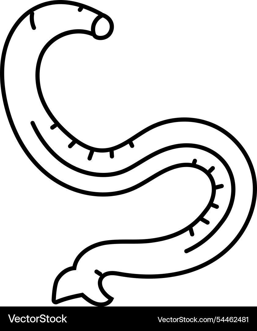 Hookworm parasite line icon Royalty Free Vector Image