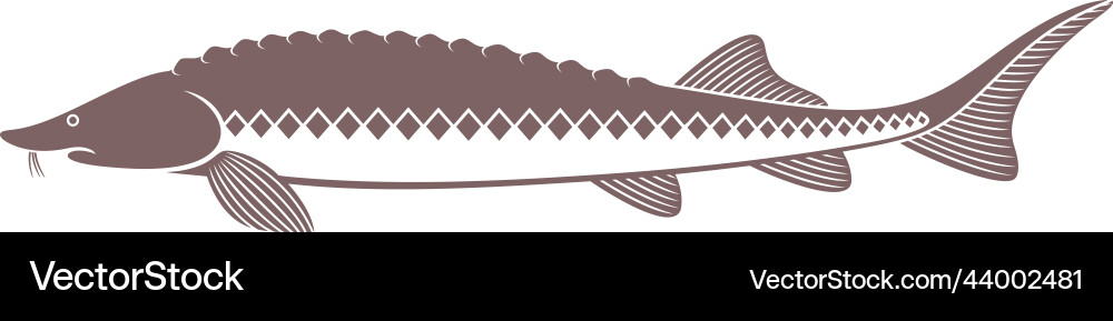 Sturgeon Royalty Free Vector Image - VectorStock
