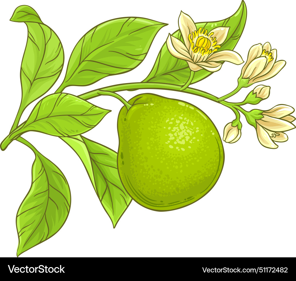 Bergamot branch colored detailed Royalty Free Vector Image